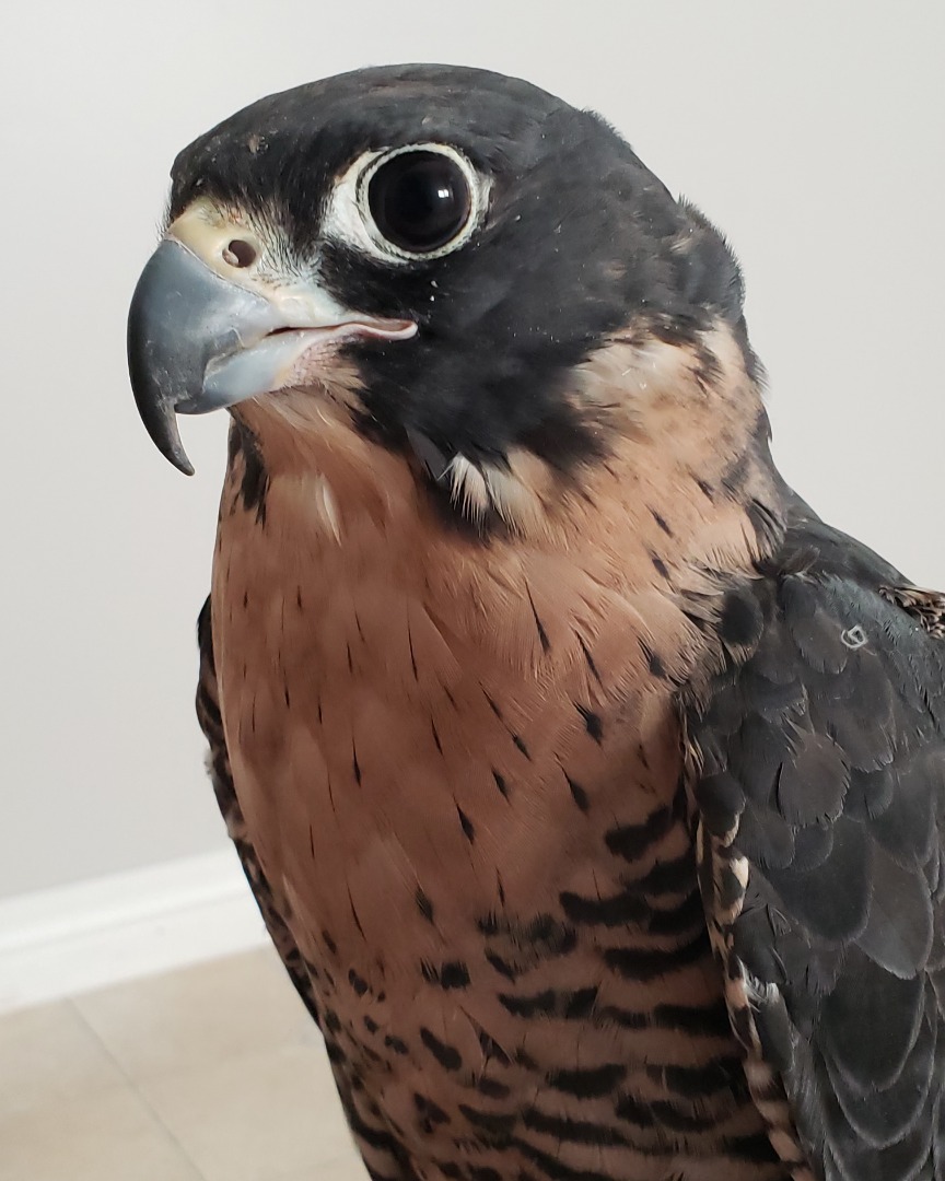 Home | Beaverhill Bird Observatory